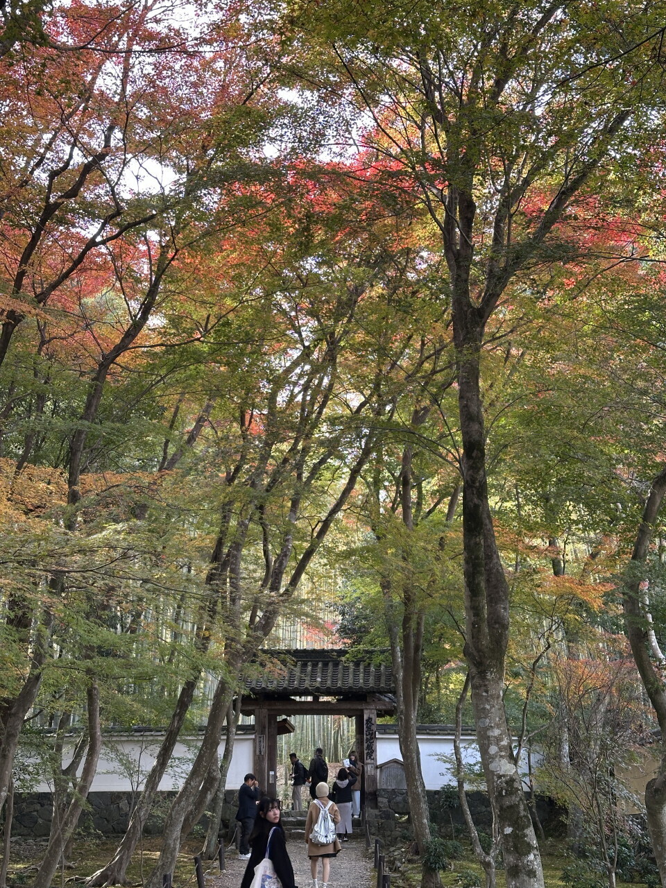 11月24日 嵐山・嵯峨野の紅葉 65km: 趣味の記録
